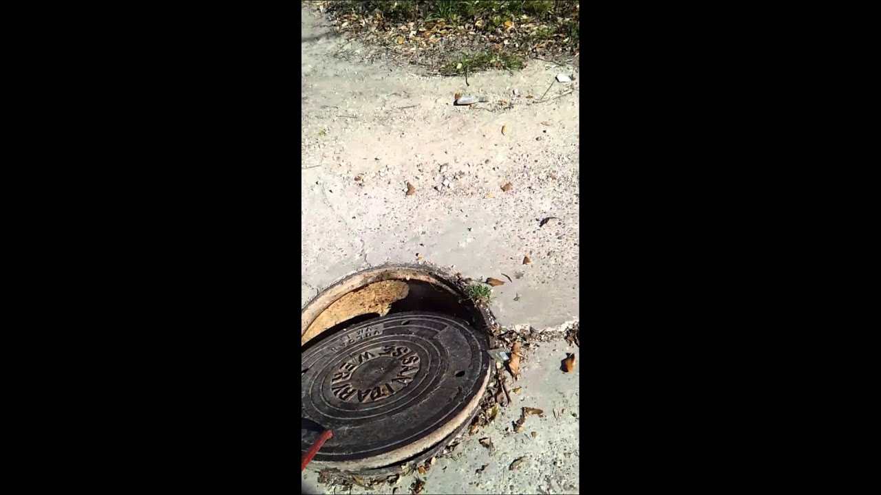 Roaches in manhole - YouTube