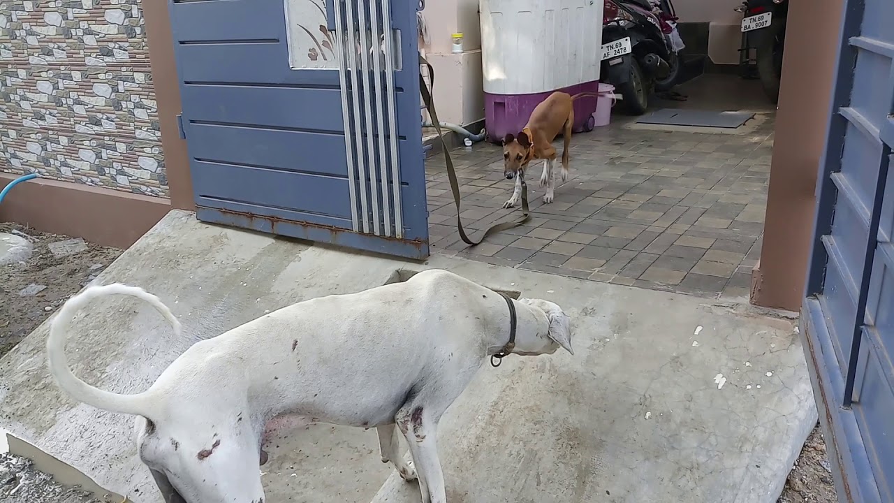 Chippiparai dogs - YouTube