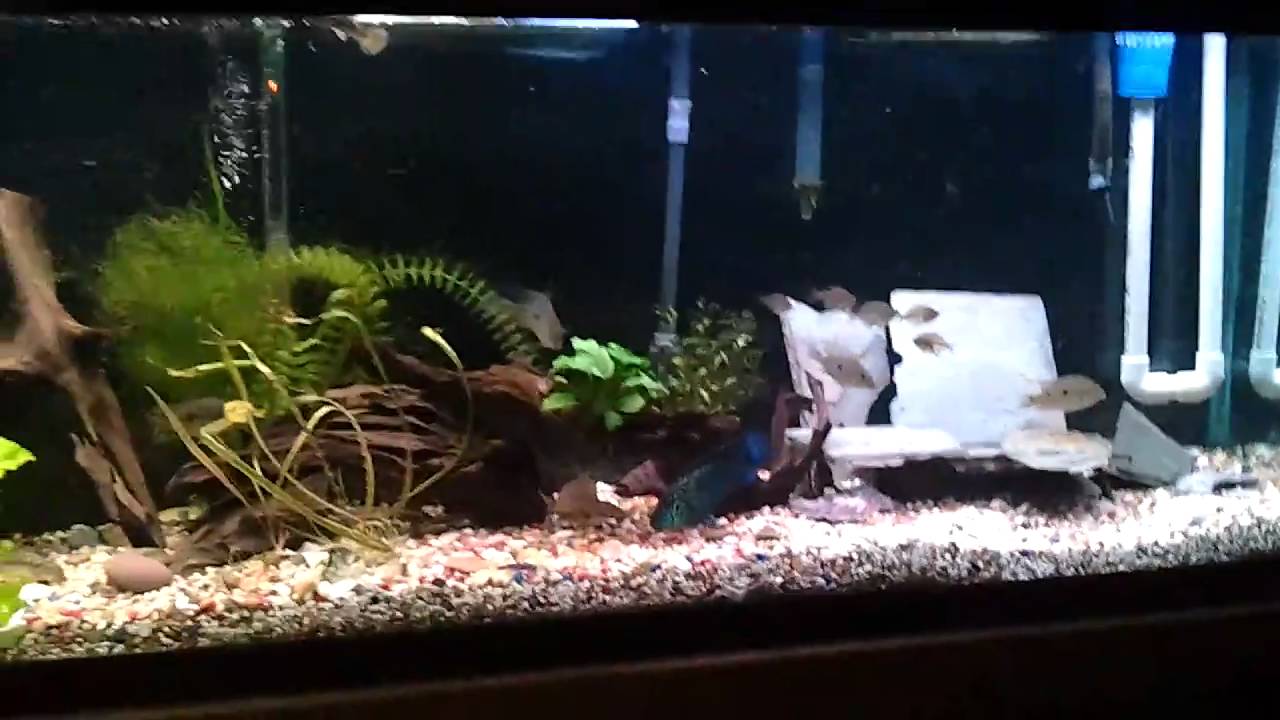 worlds smallest catfish in a 150 gallon tank - YouTube
