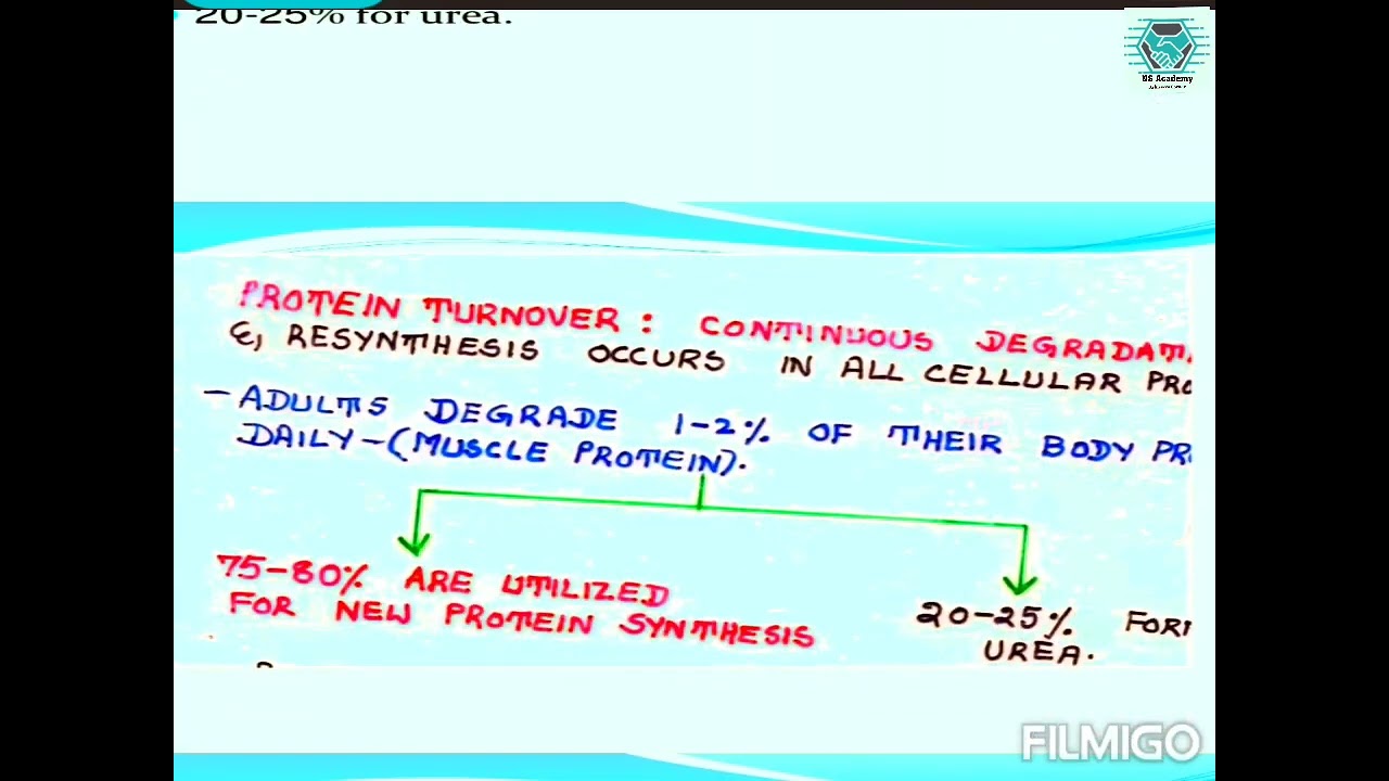 Protein metabolism introduction, amino acid pool - YouTube