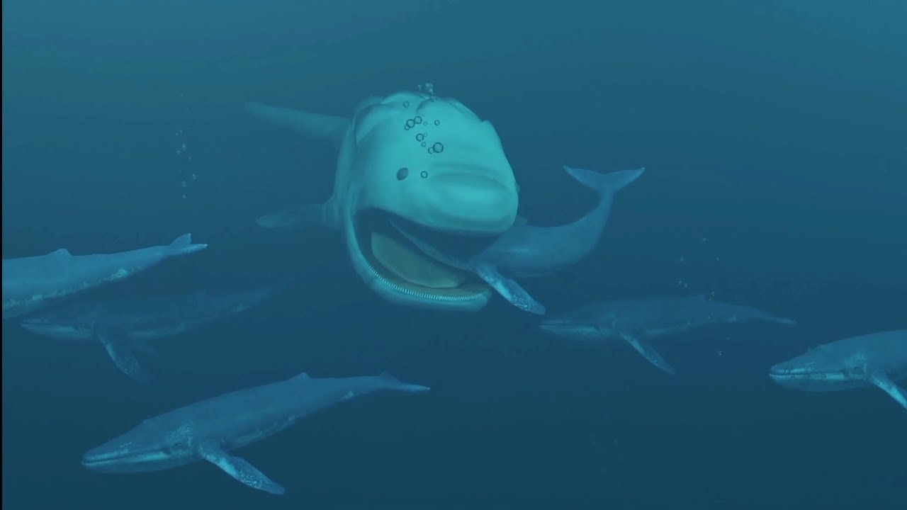 Bloop attacks the blue whale - YouTube