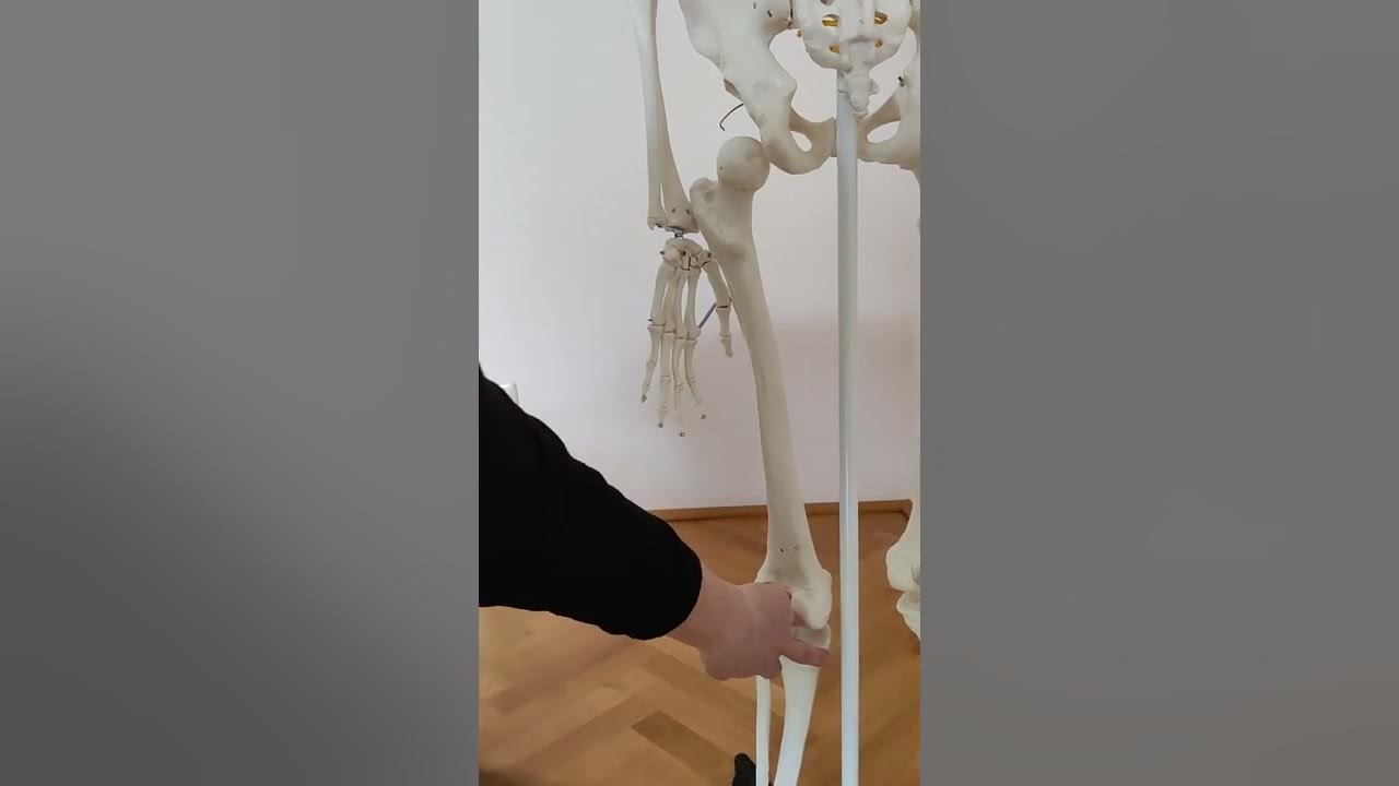 Ischiocrurale Muskulatur = Hamstings. M. biceps femoris, M. semimembranosus, M. semitendinosus ...