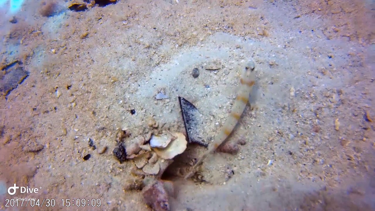 Sharon Rock Shrimp digging with fish on guard - YouTube