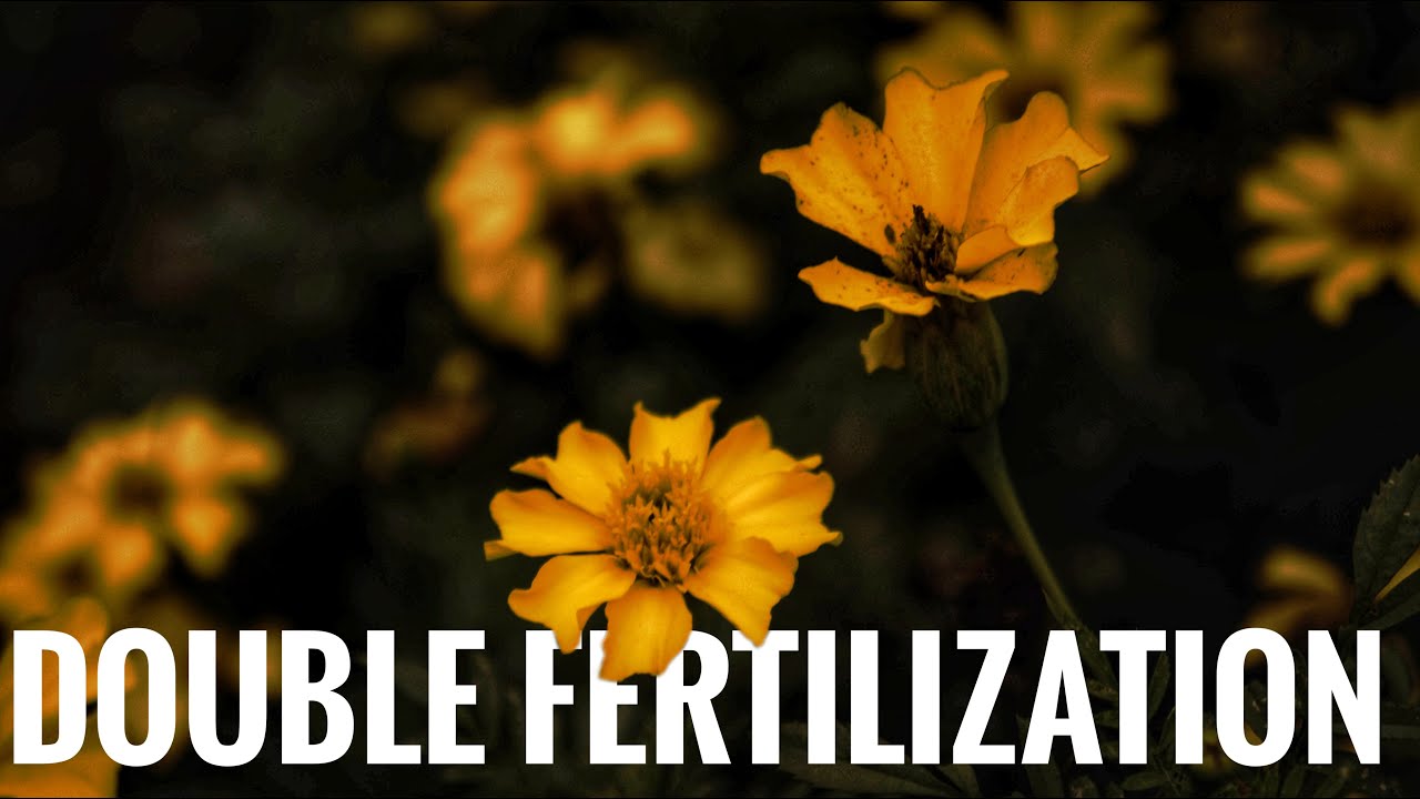 Angiosperms | Double Fertilization | Part 6 | Plus 2 Botany | Explained ...