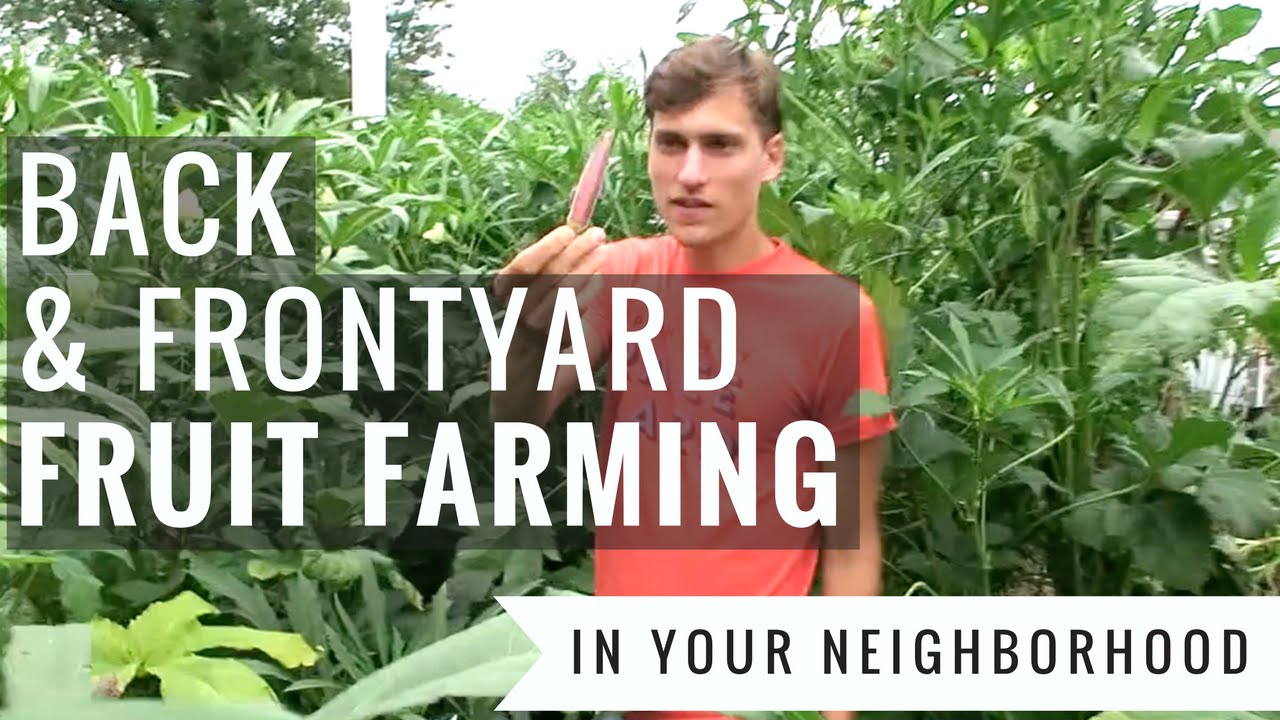 TURN YOUR LAWN INTO A FOOD FOREST - YouTube