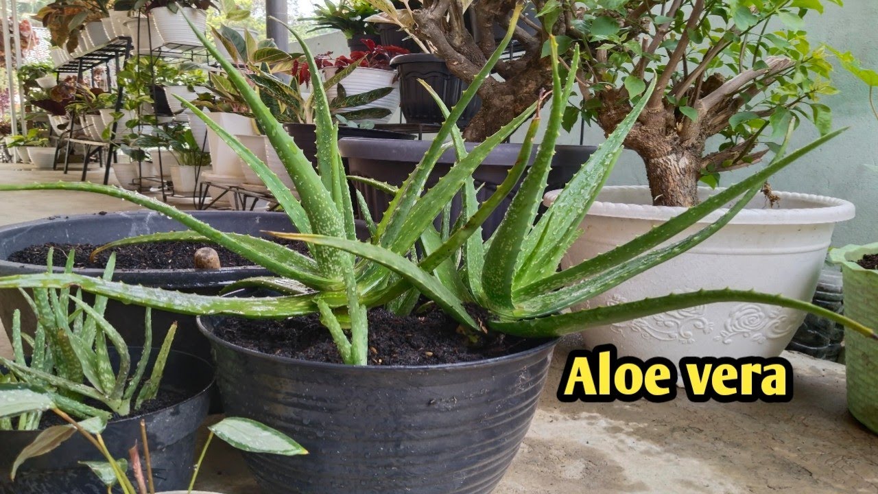 Cara Mudah Merawat & Memperbanyak Tanamam Aloe Vera, Lidah Buaya ...