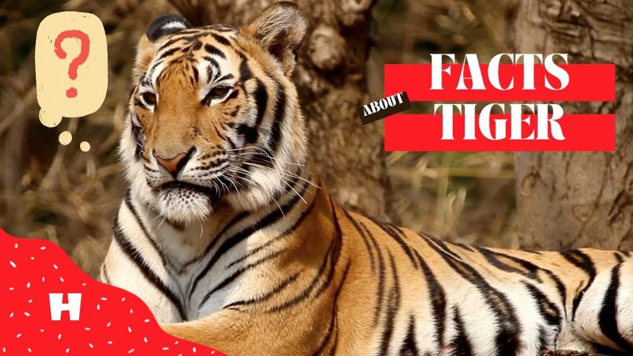 Interesting Facts About Tiger - YouTube