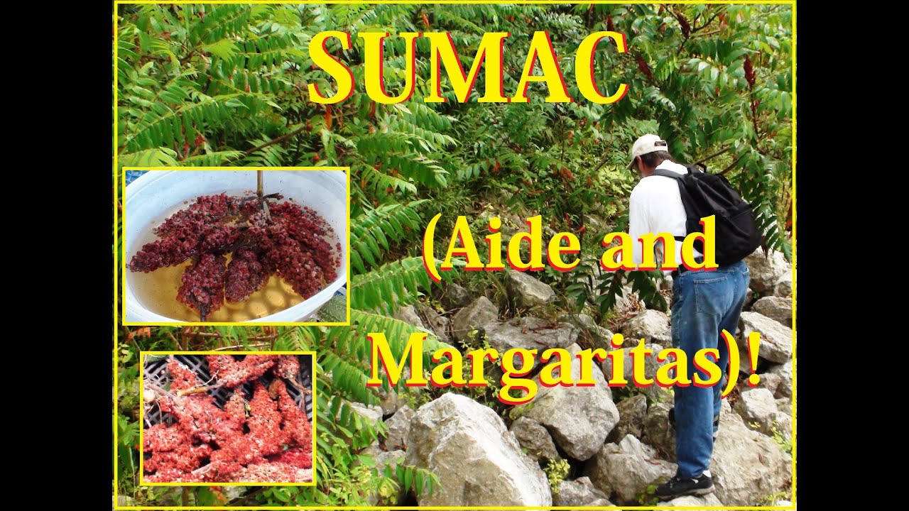 Foraging For Wild Sumac, and then Let's Make Sumac Margaritas! - YouTube