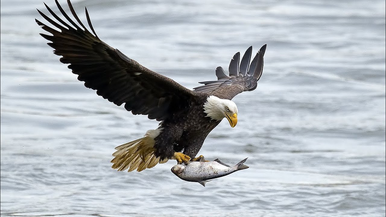 The Insane Hunting Techniques of Eagles - YouTube