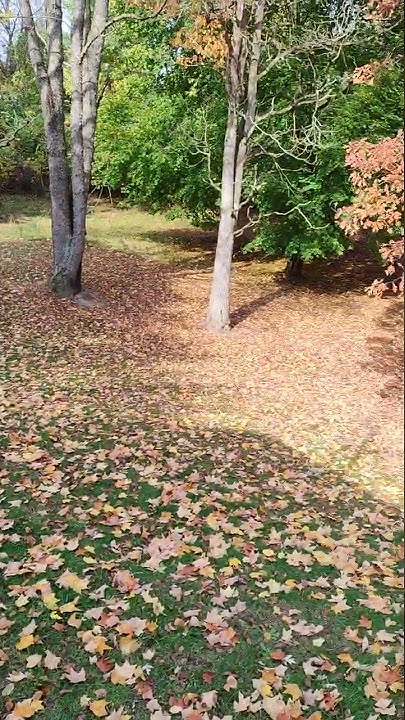 Friday, Oct 18th, 2024, A Michigan fall day - YouTube