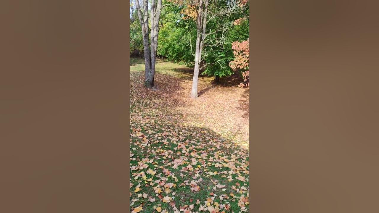 Friday, Oct 18th, 2024, A Michigan fall day - YouTube