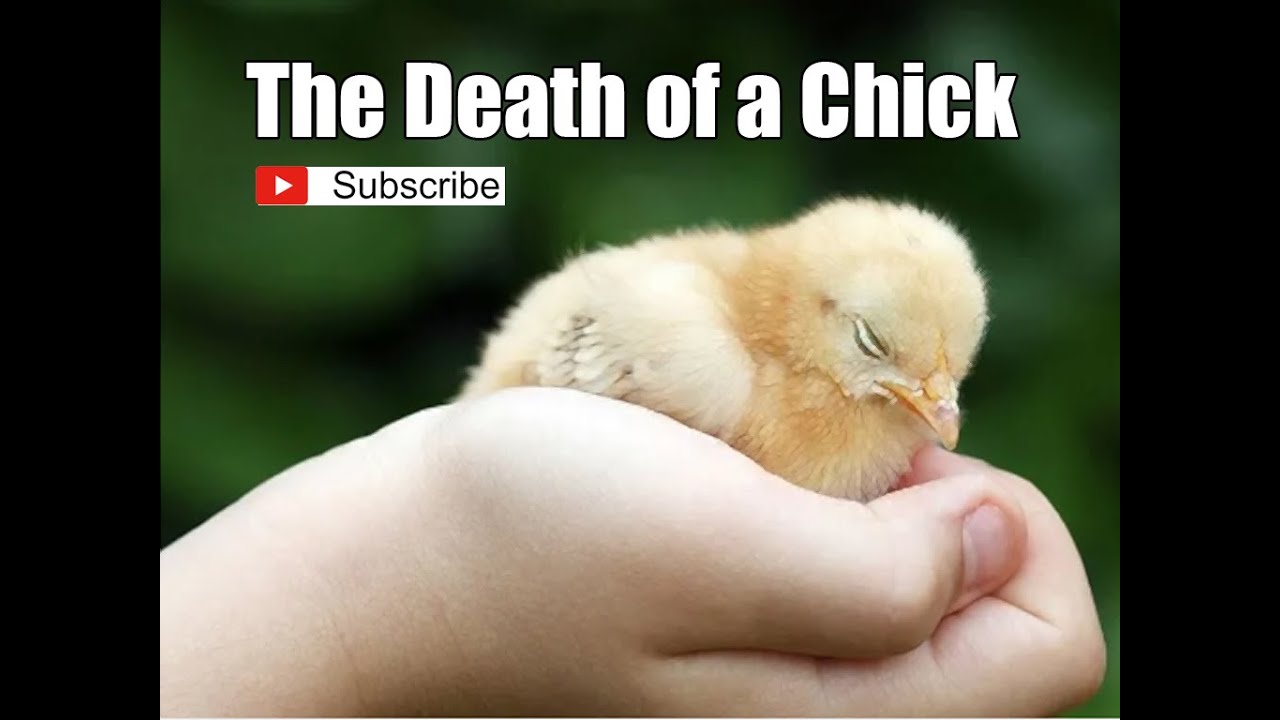 The Death of a Chick - The last moments of Pain and Suffering . - YouTube
