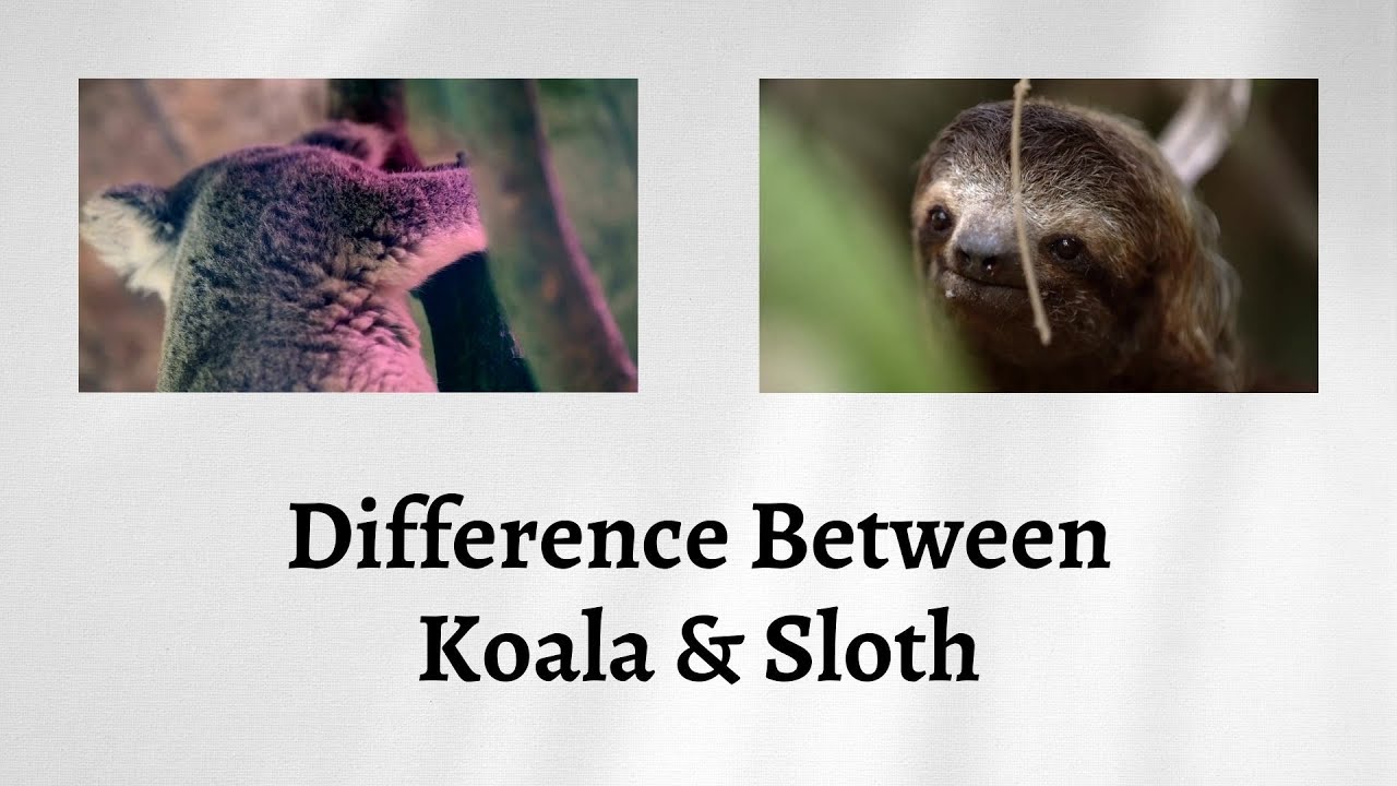 Difference Between Koala and Sloth | See Who Sleeps the Longest: Koala ...