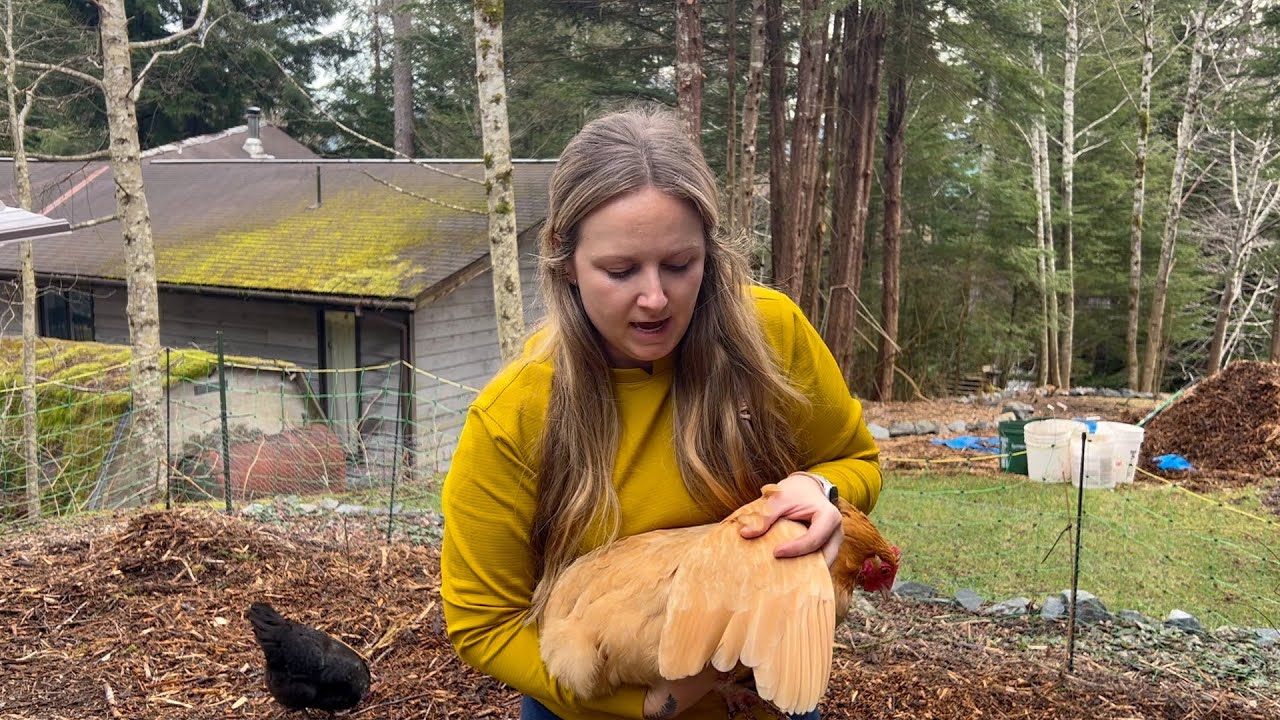 Trimming Chickens Primary Flight Feathers - YouTube