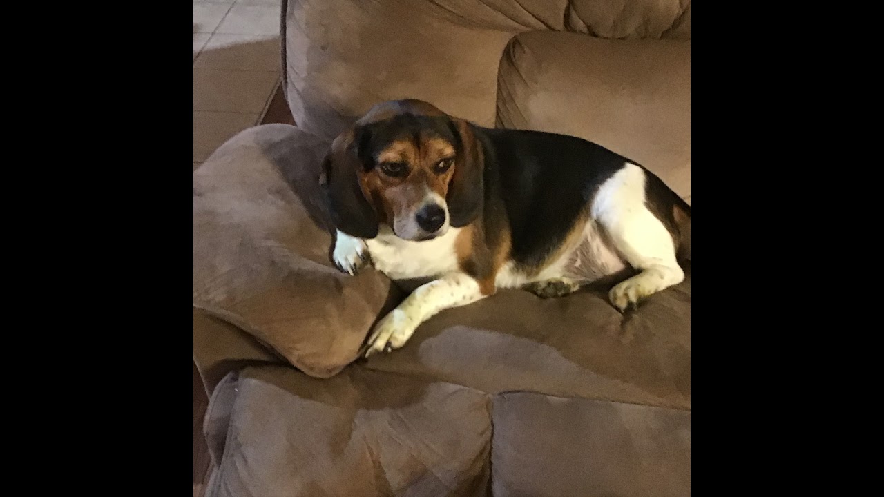 Chase barrett is live! - YouTube