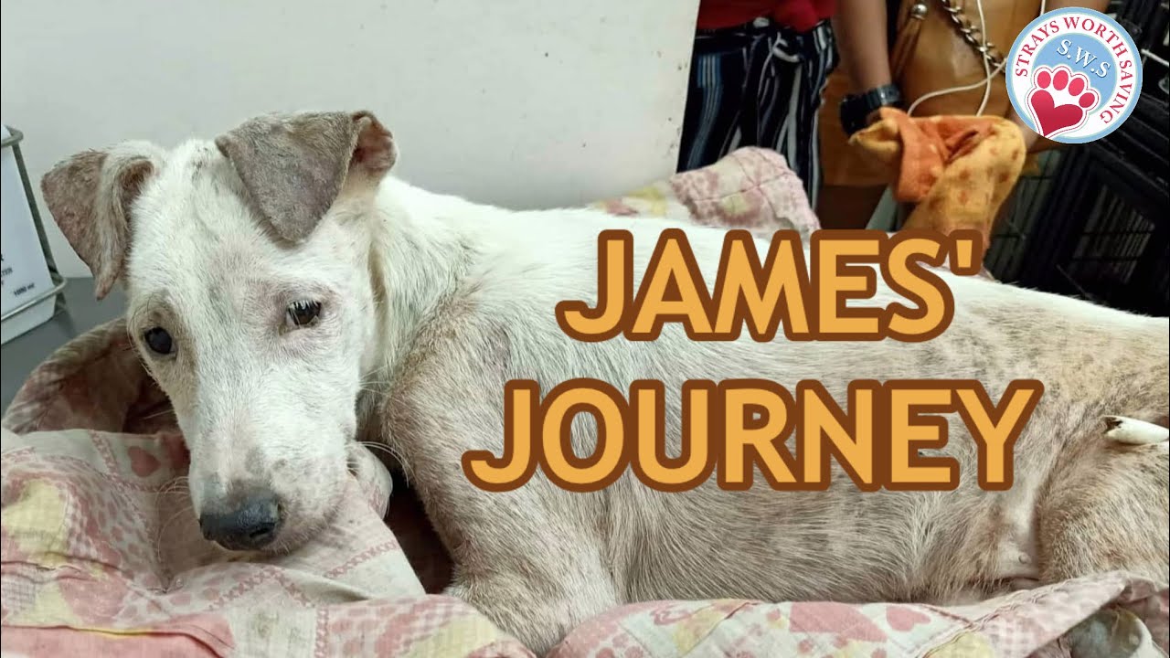 MEET JAMES - YouTube