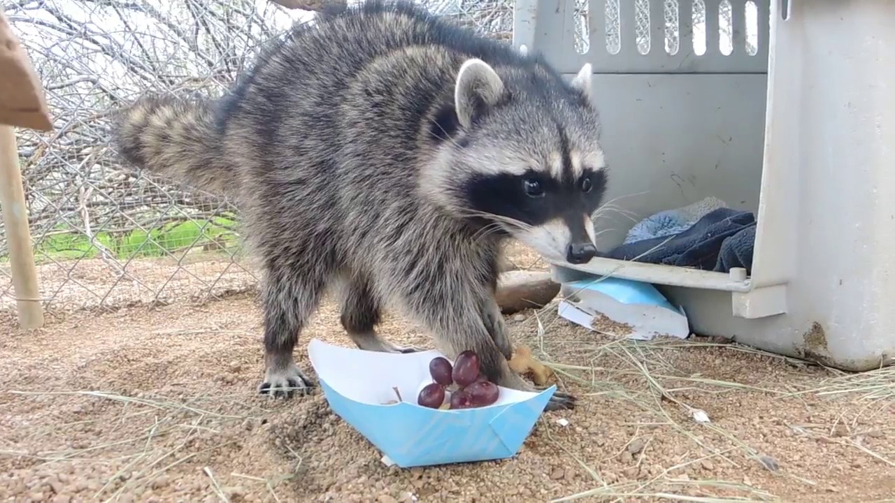 Stella Dora Raccoon - YouTube