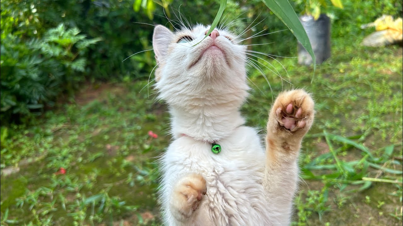 Cat hunt mode /catlover /morning hunting - YouTube