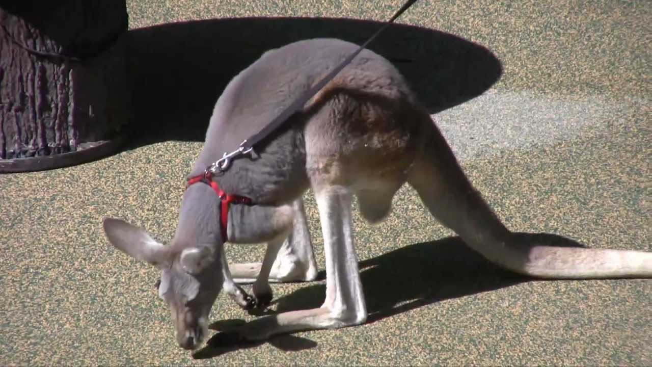 Kangaroo Show - San Diego Zoo - YouTube