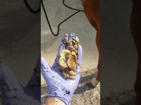 How to: Largest horse bean in world horse sheath cleaning 29yr old ...