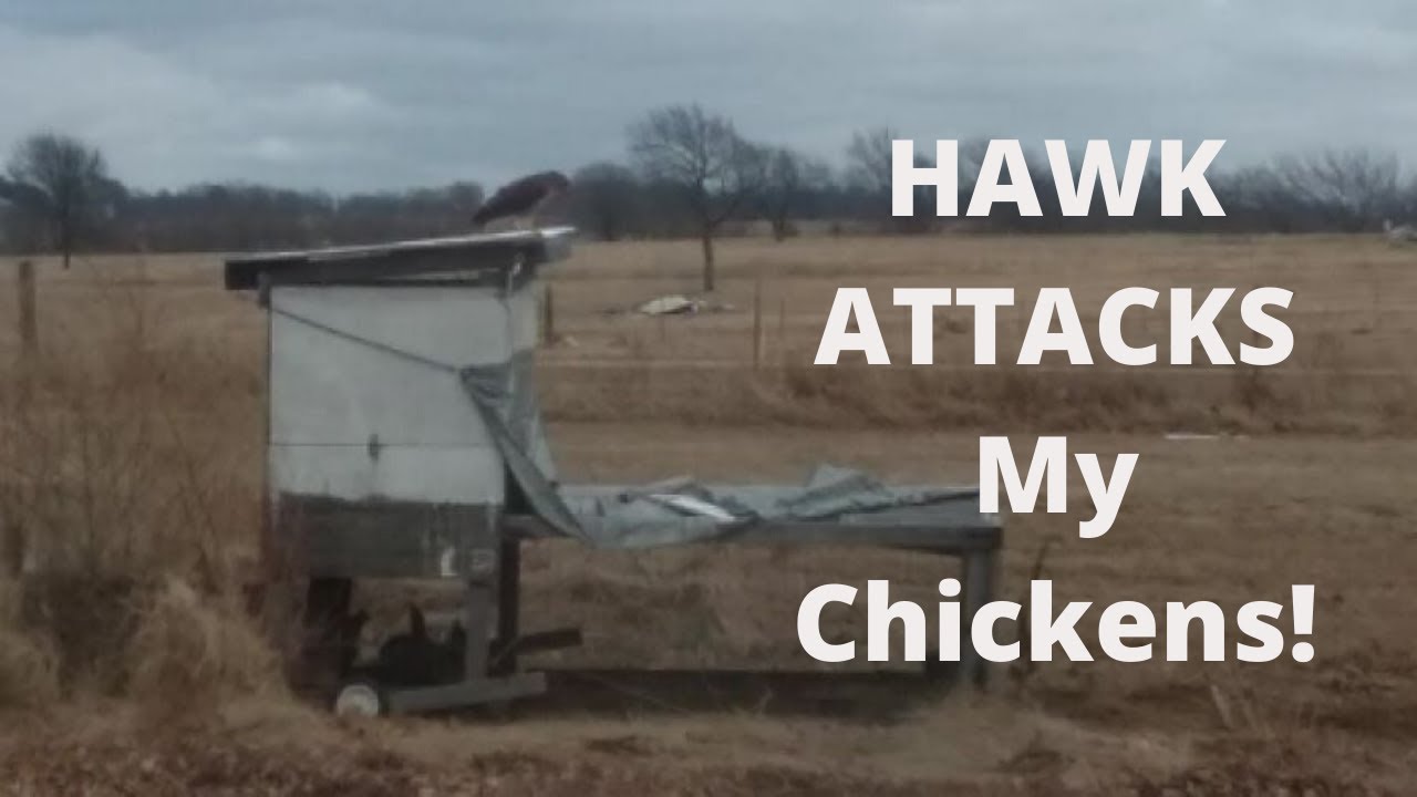 Hawk Attacks Chickens! - YouTube