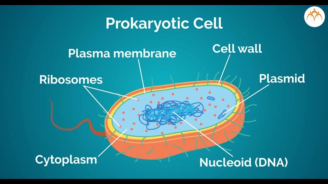 Types Of Cells Part 1 YouTube types-of-cells-part-1-youtube