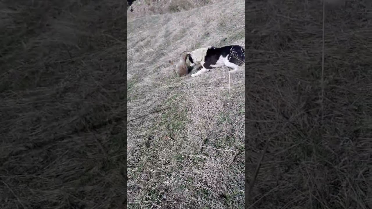 Alabai dog vs Coyote real fight 😱 #shorts - YouTube