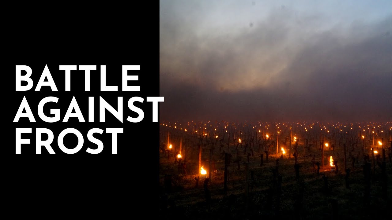 VINEYARD #1 BATTLE AGAINST FROST - YouTube