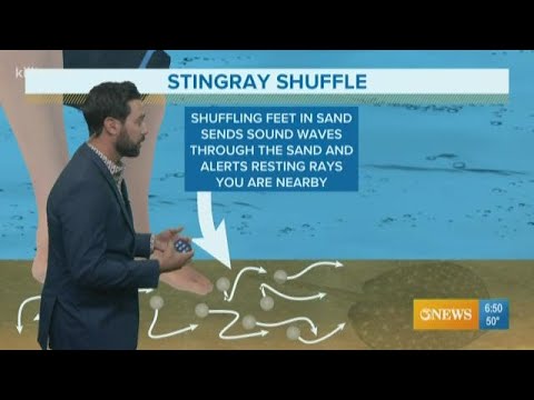 The Stingray Shuffle - YouTube