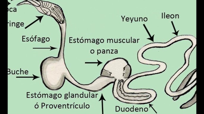Sistema Digestivo De Pombo Gaiola De Pombo