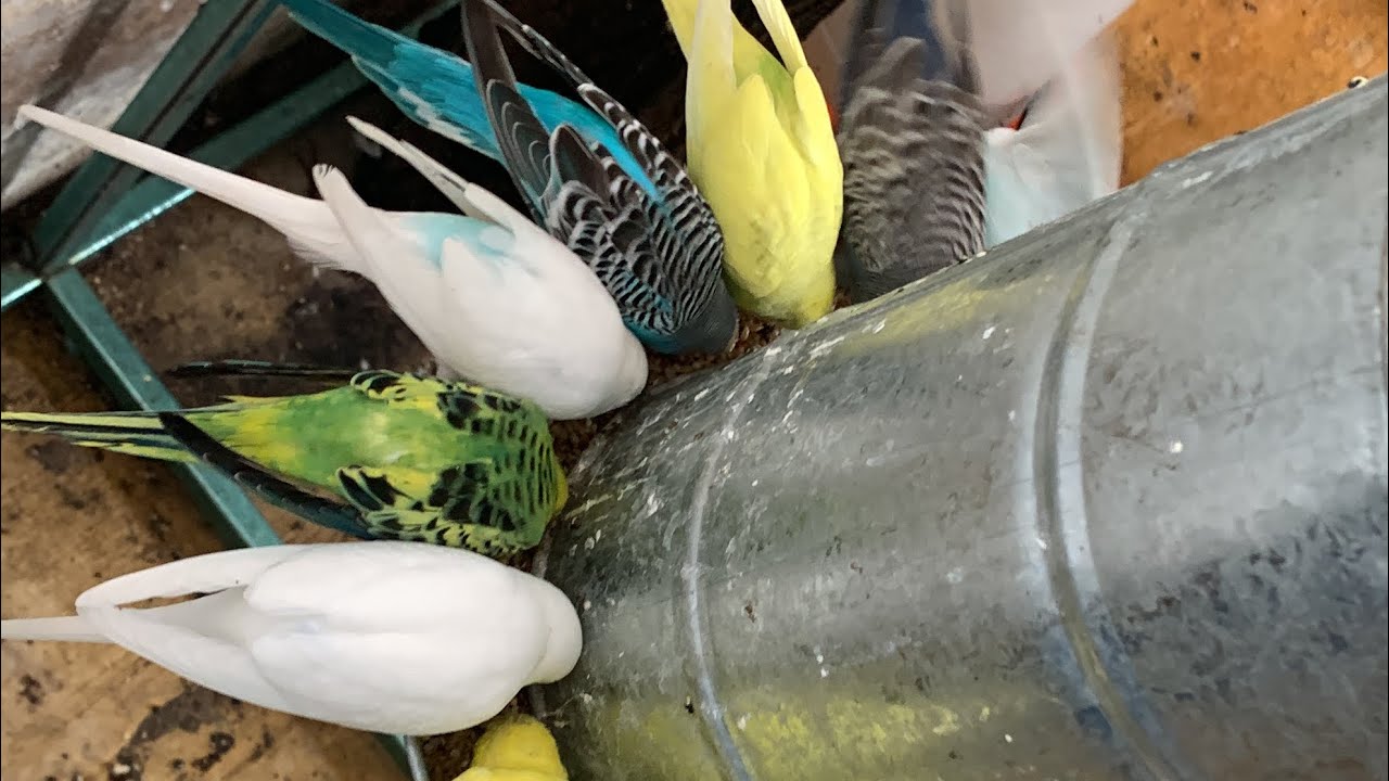 ALIMENTANDO MIS AVES la mejor COMIDA para aves - YouTube