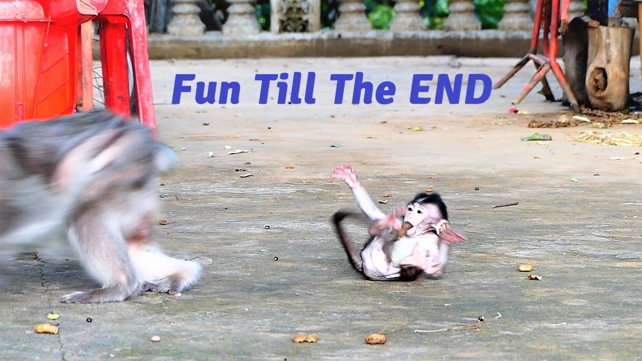 Laugh Never Ending, Tiny And Cute Baby Monkey Bean Always Makes Mother ...
