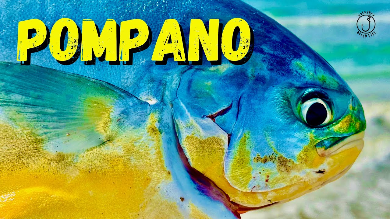 Texas Pompano Are Back! Surf Fishing 101 - YouTube