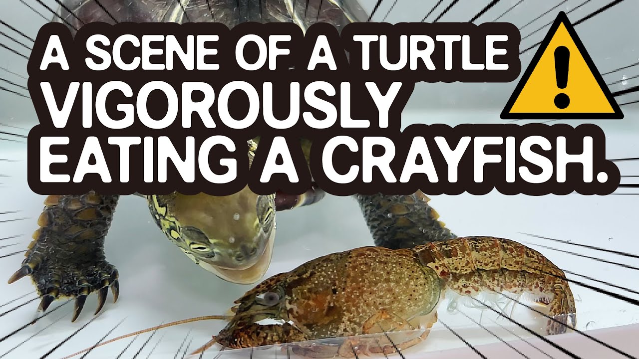 A scene of a turtle vigorously eating a crayfish. - YouTube