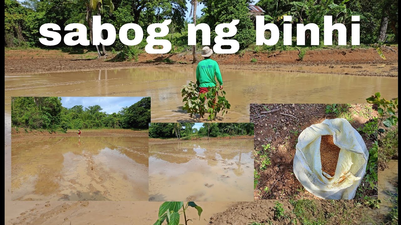 Sabog ng similya::::🌾🌾🌾🌾 #vloggerman# - YouTube