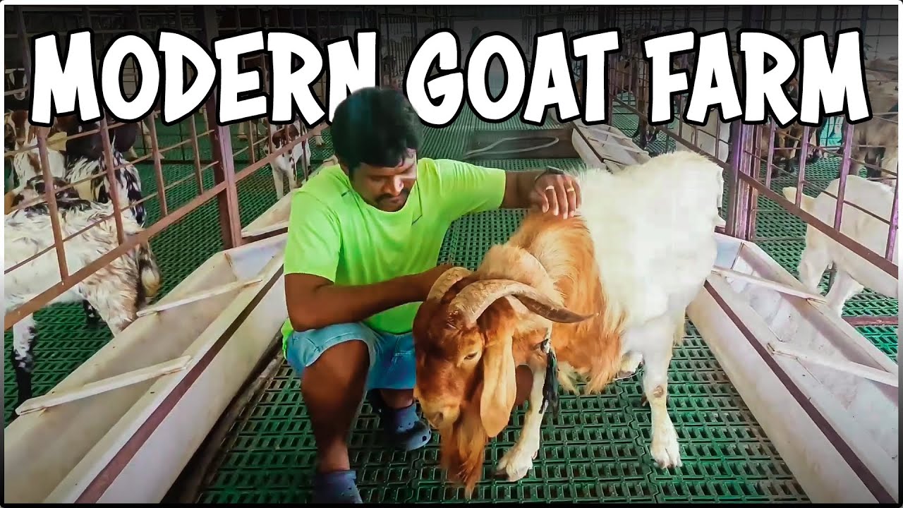 Modern High-tech Goat Shed | KPN Roofing Shed - YouTube