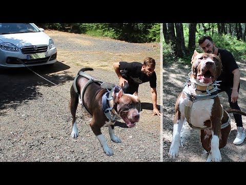 ARABA ÇEKEN PİTBULL KÖPEĞİ  (ZİNCİRİ KOPARDI) !!