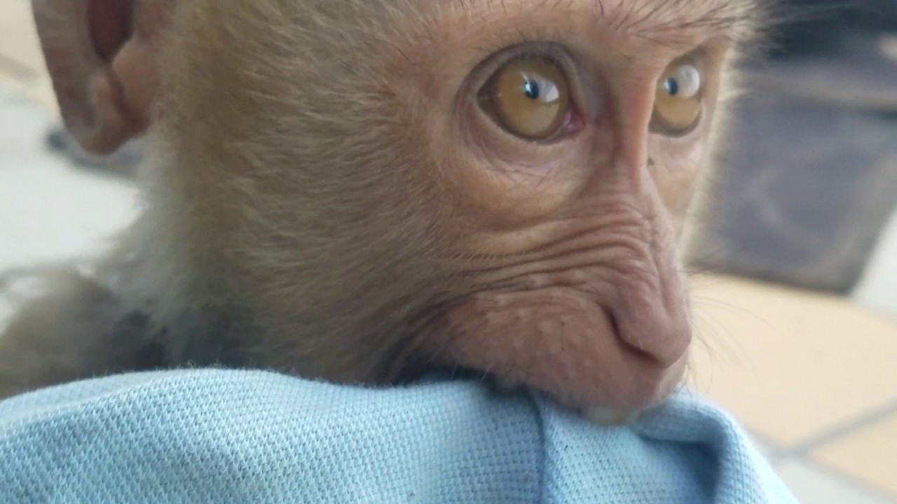 Poor little monkey - YouTube
