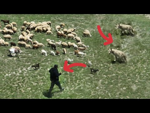 2 KURT SÜRÜYE DALIP OĞLAĞI YAKALADILAR ~ÇOBAN PEŞLERİNE DÜŞTÜ (WOLF ATTACK )