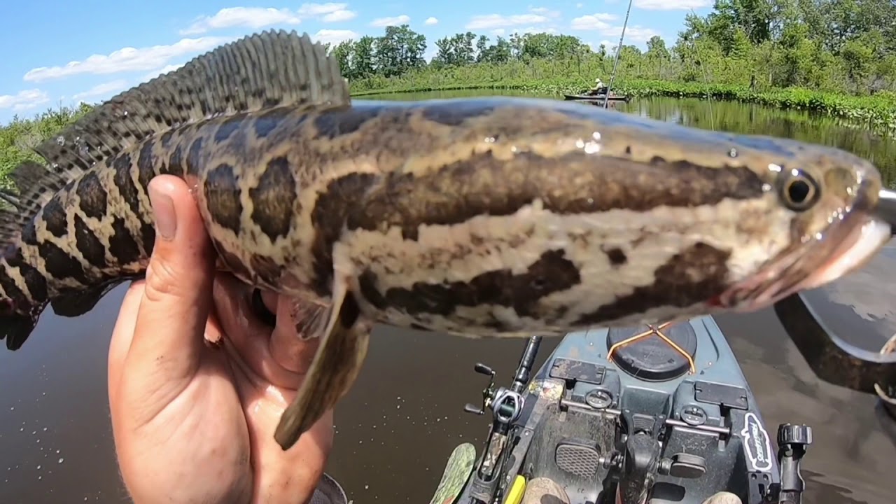Maryland Snakehead’s and finding Fry Balls - YouTube