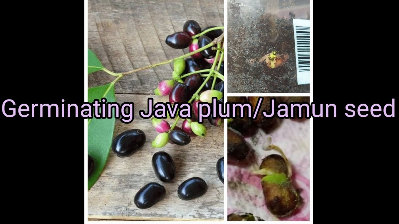 Germinating Java plum/ Jamun seed - YouTube
