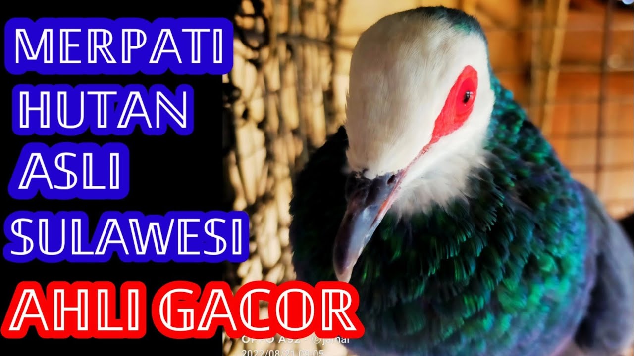 MERPATI HUTAN SIMATA MERA - YouTube