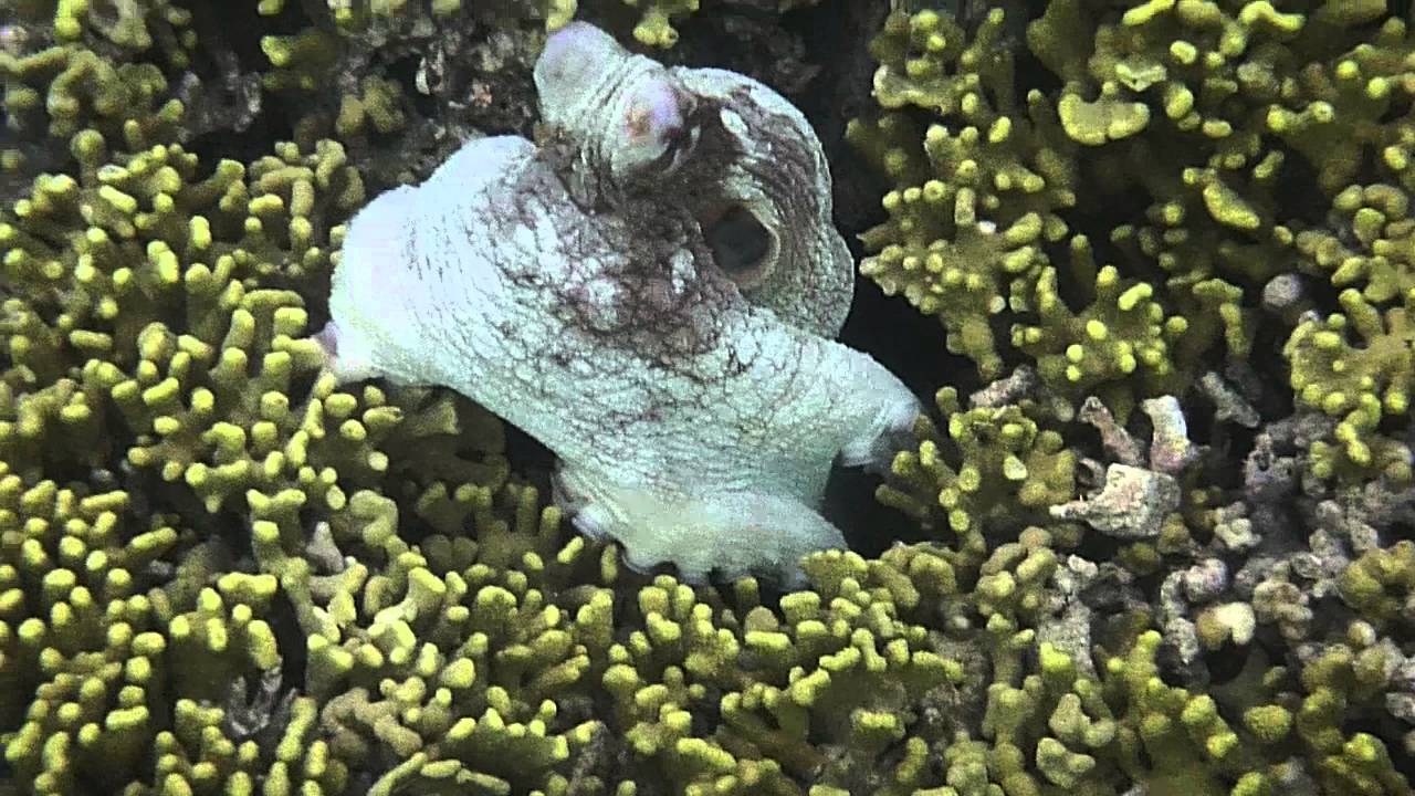 Guam Ypao : Mr. Octopus .2 2016-Jan-20 - YouTube