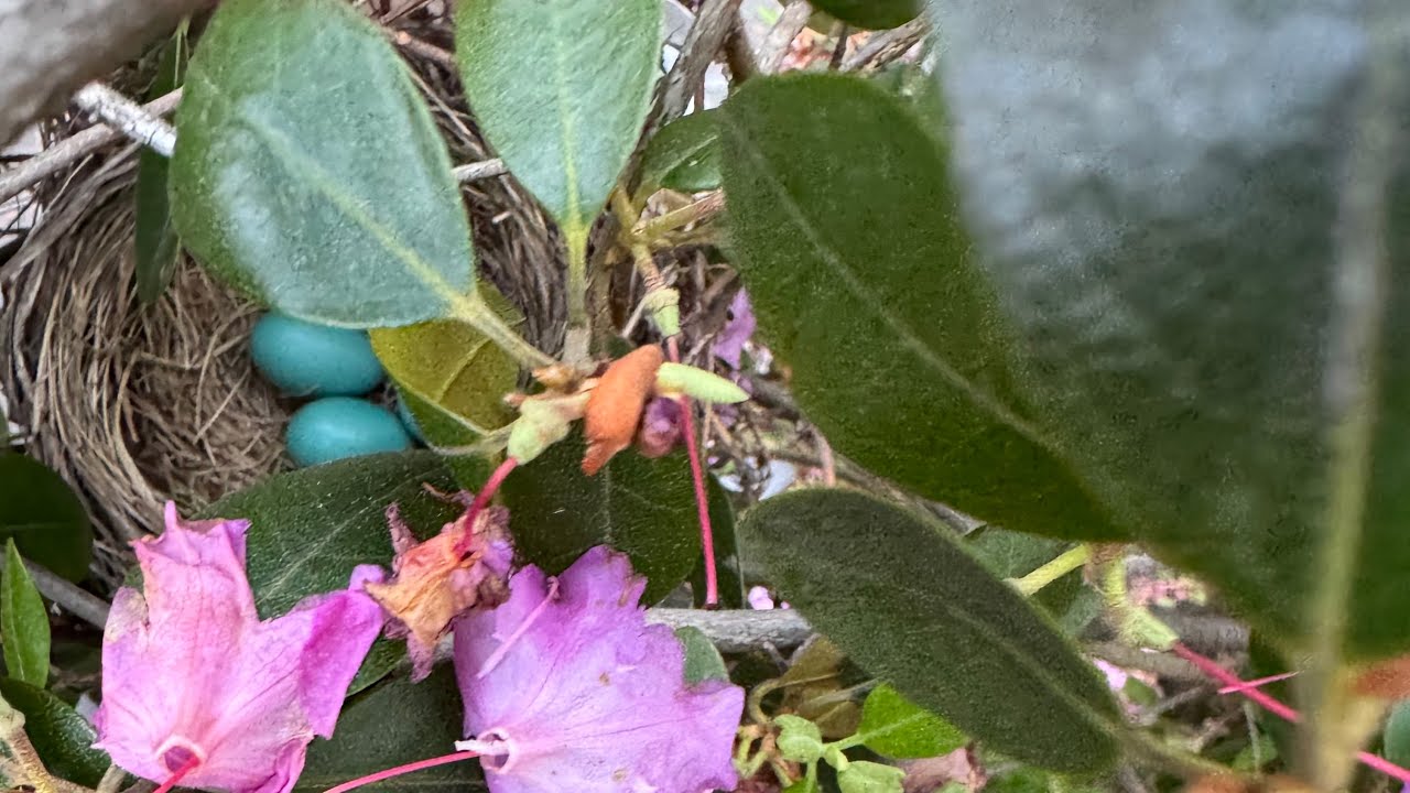 Final Thoughts with Clint Gage#reconnecting to nature - YouTube