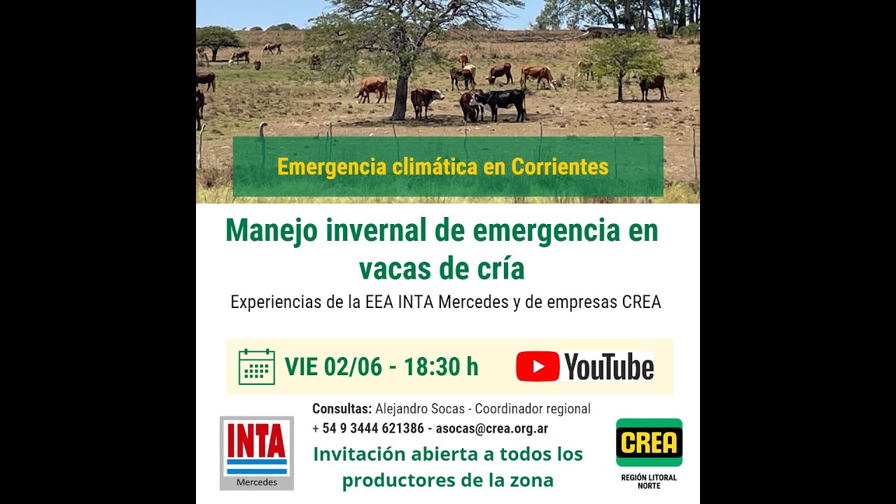 Charla en Linea: Manejo invernal de emergencia en vacas de cría - YouTube