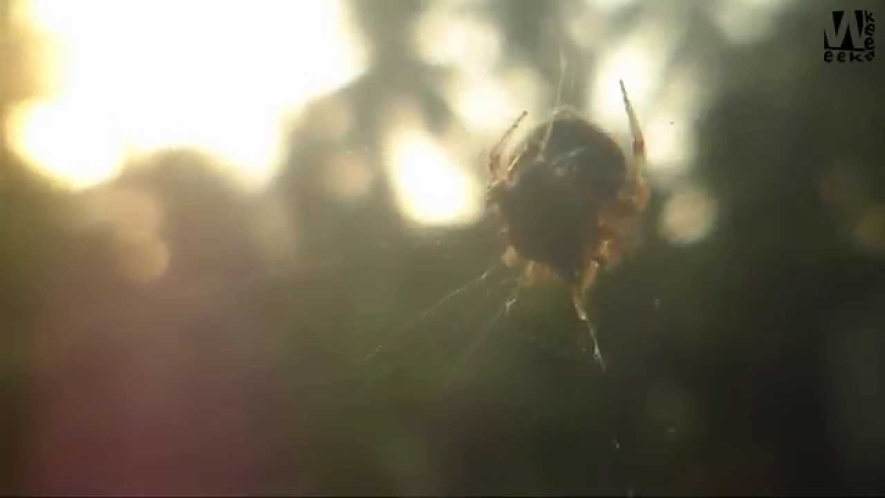 Seek the Shade, ‎If You Can See Sunlight. - YouTube