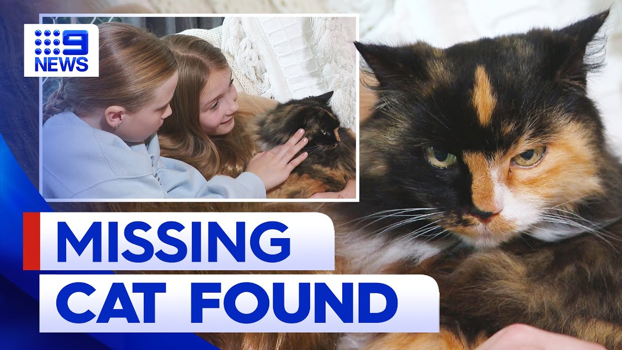 Queensland family reunited with lost cat after a decade | 9 News ...
