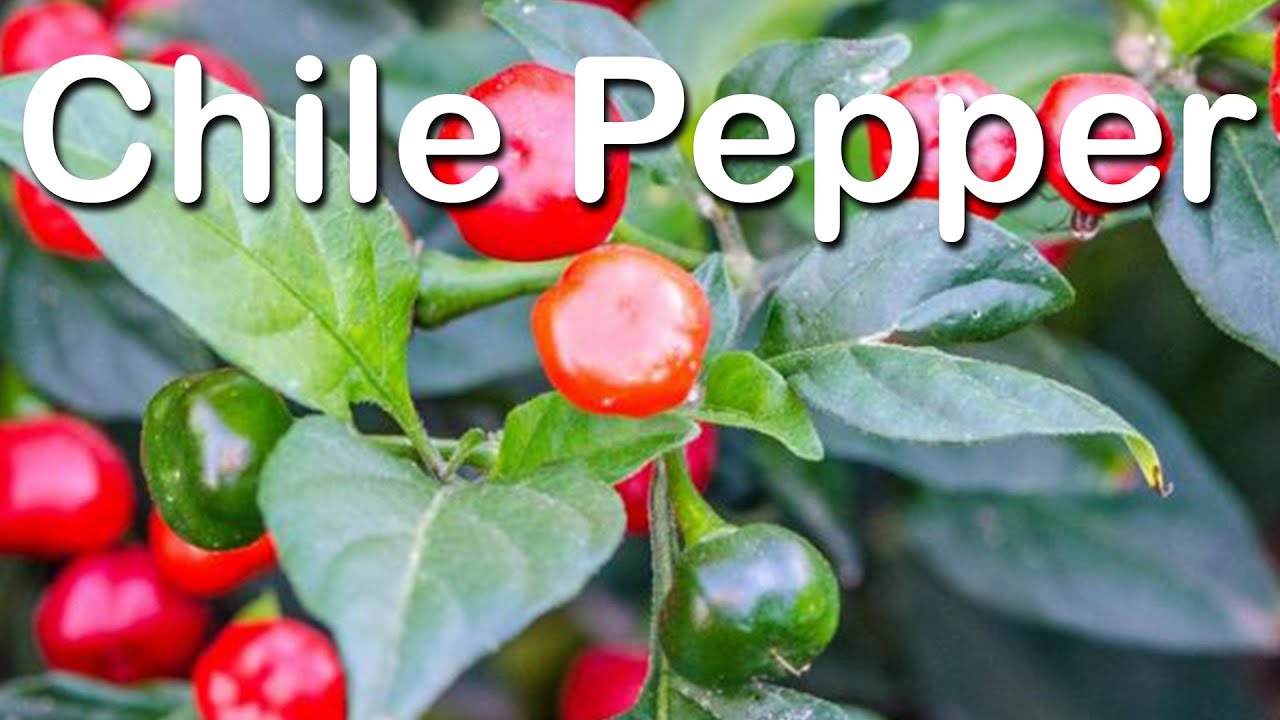 Chile Peppers - Capsicum Breeding and Genetics - YouTube