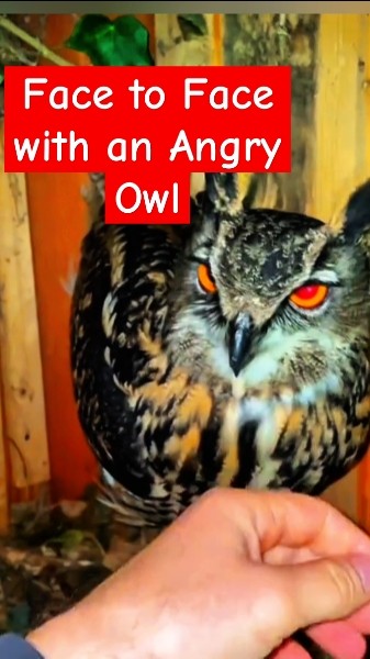 Can an Owl Bite Kill You? Shocking Truth! #owl #youtubeshorts # ...