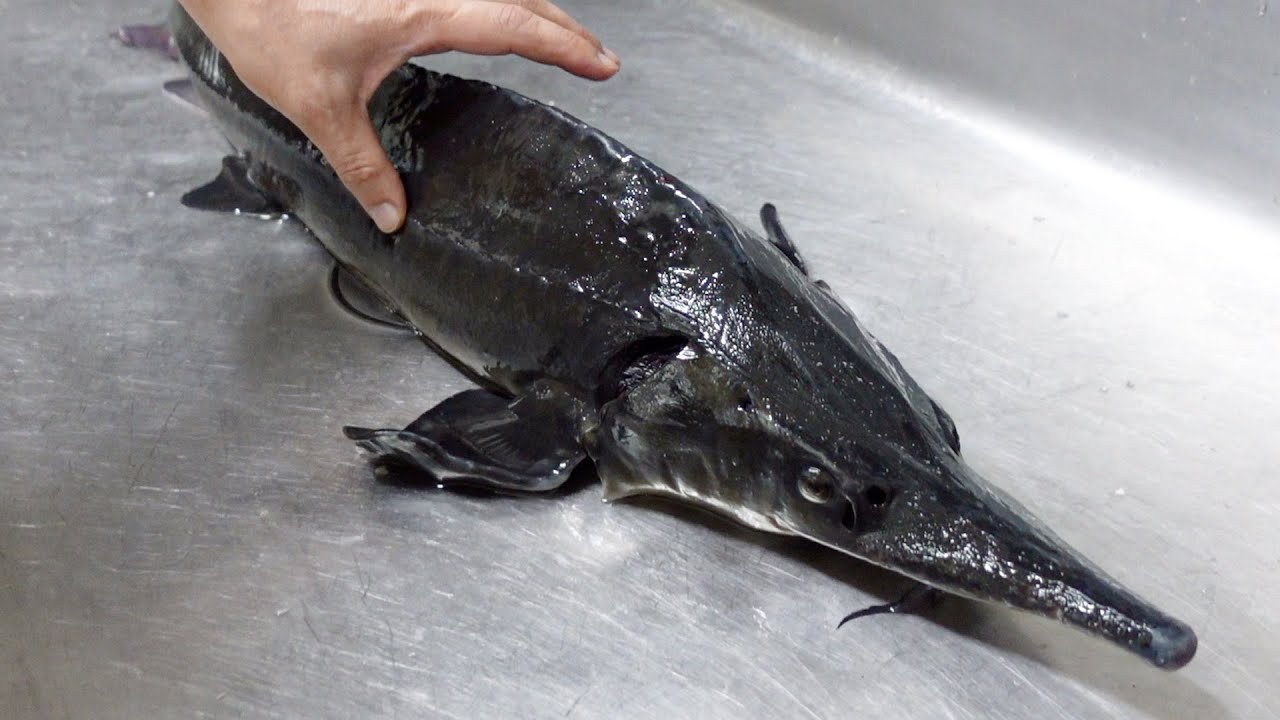Gourmet feast! Make dragon sturgeon into 6 various dishes / 鱘龍魚饗宴 ...